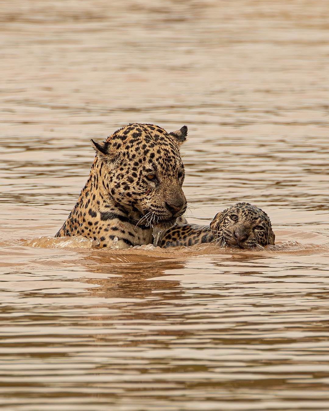Vídeo: onça-pintada dá 'aula de natação' ao filhote | G1