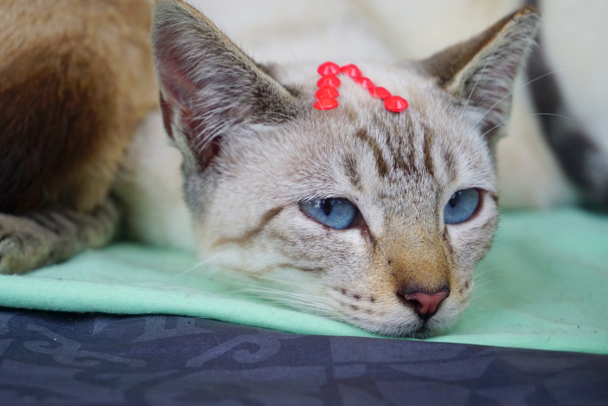 Parque Max Feffer, em Suzano, recebe 'Baby, Me Leva' neste domingo ...