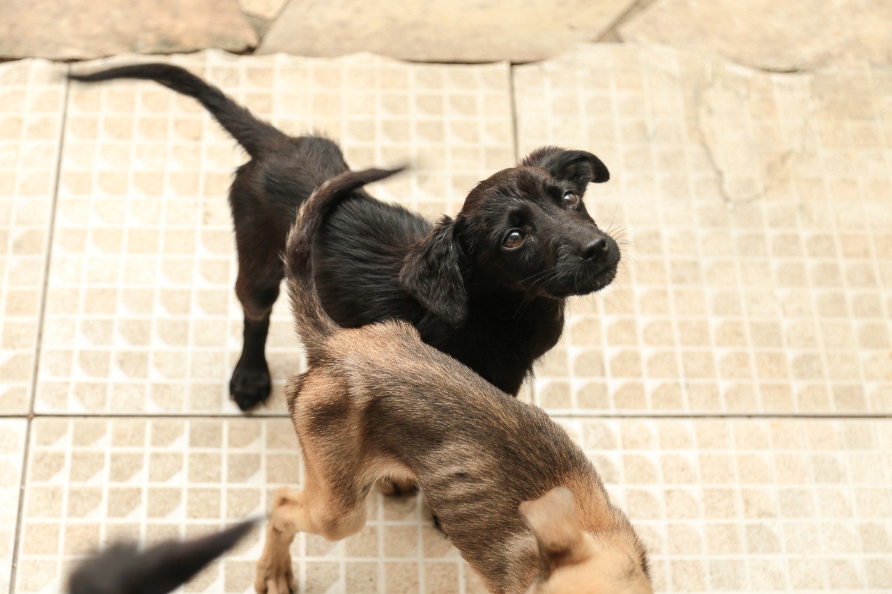Veja como denunciar maus-tratos ou crueldade contra animais | G1