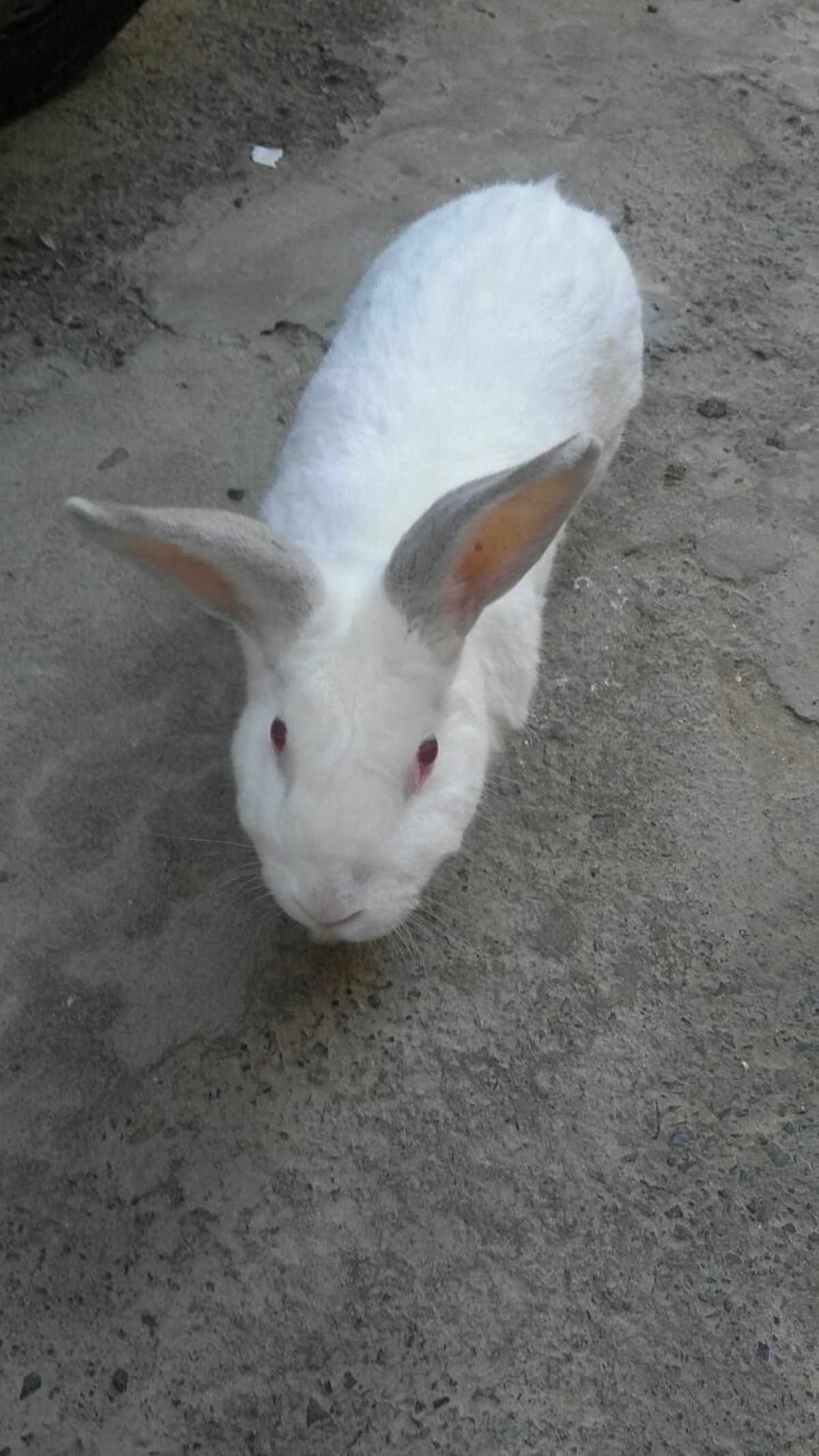 Dóceis e delicados; coelhos são ótima opção para animal de estimação ...