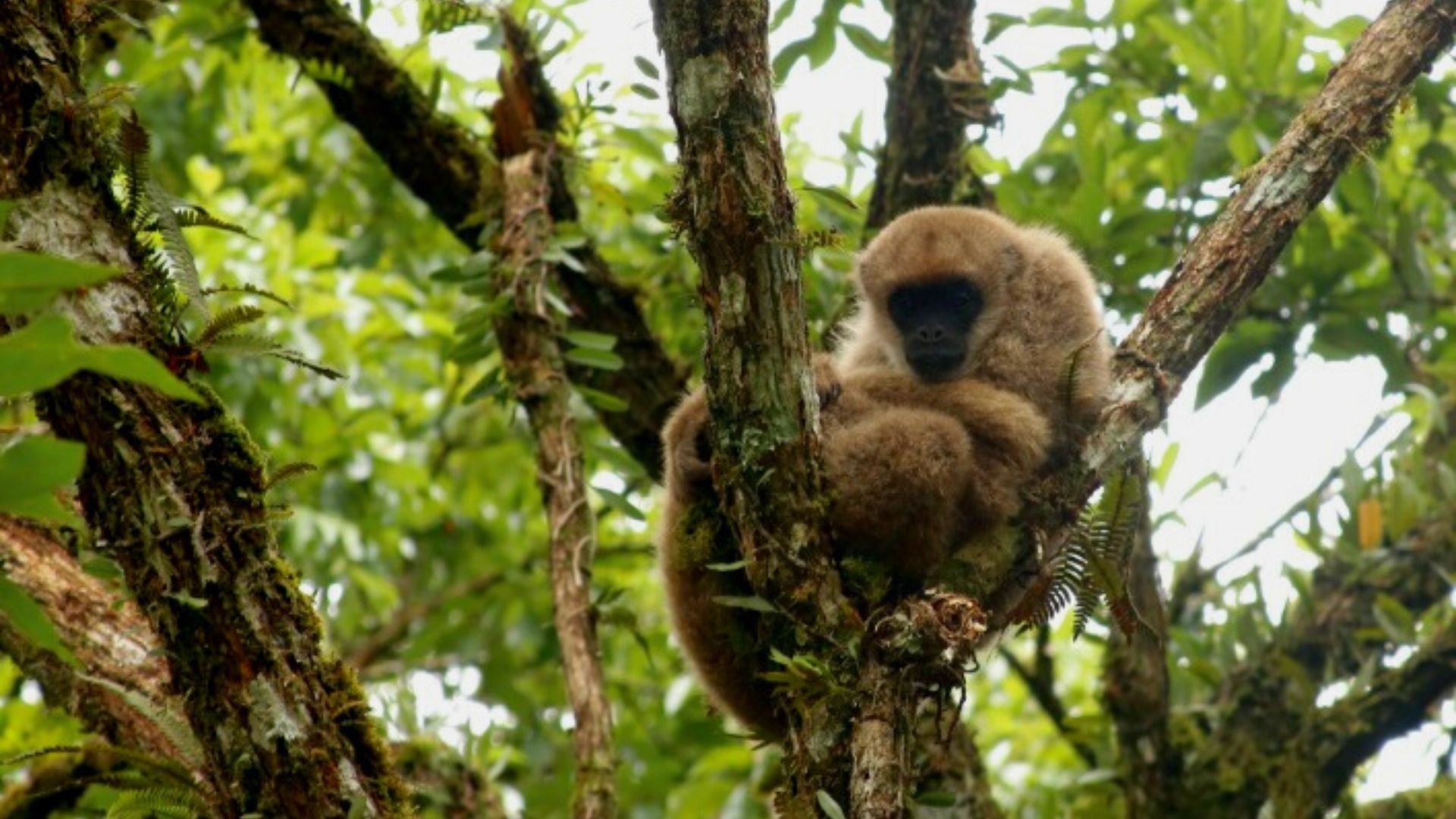 Pesquisadores registram novas populações do maior primata das Américas ...
