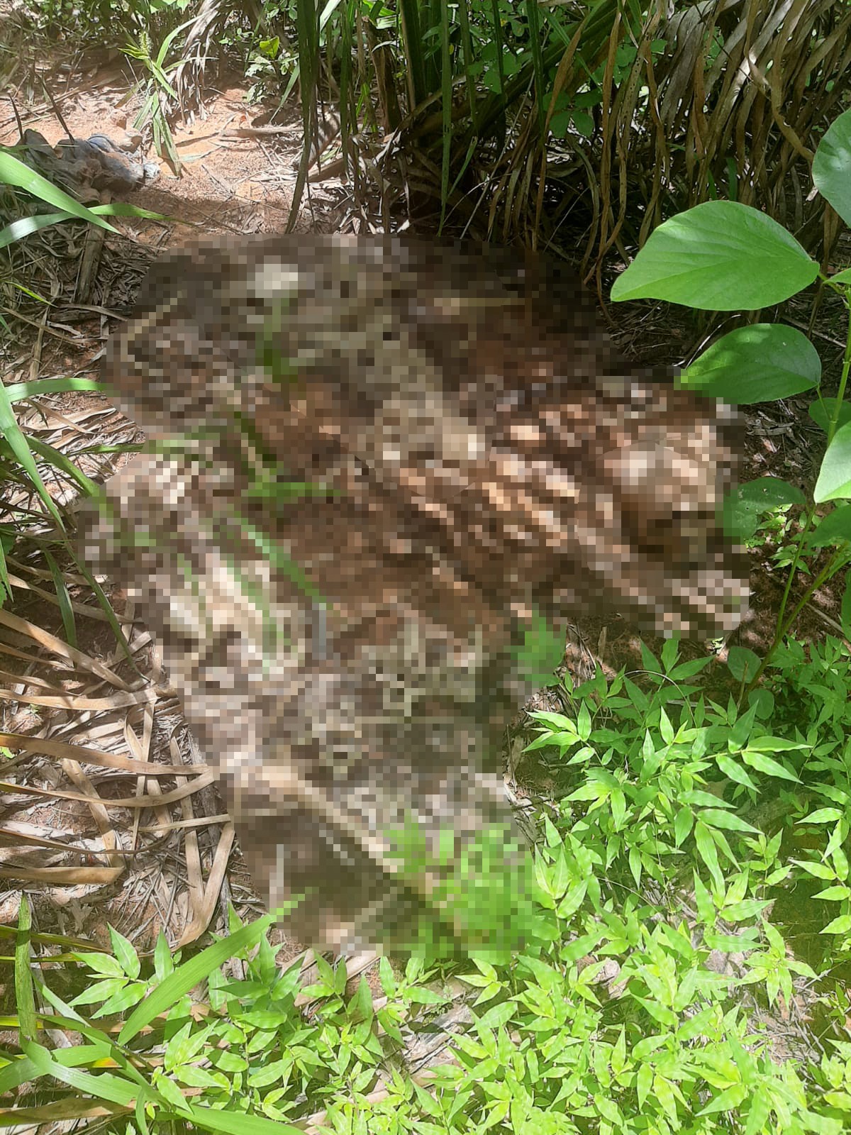 Ossada humana é encontrada em matagal na Zona Norte de Teresina