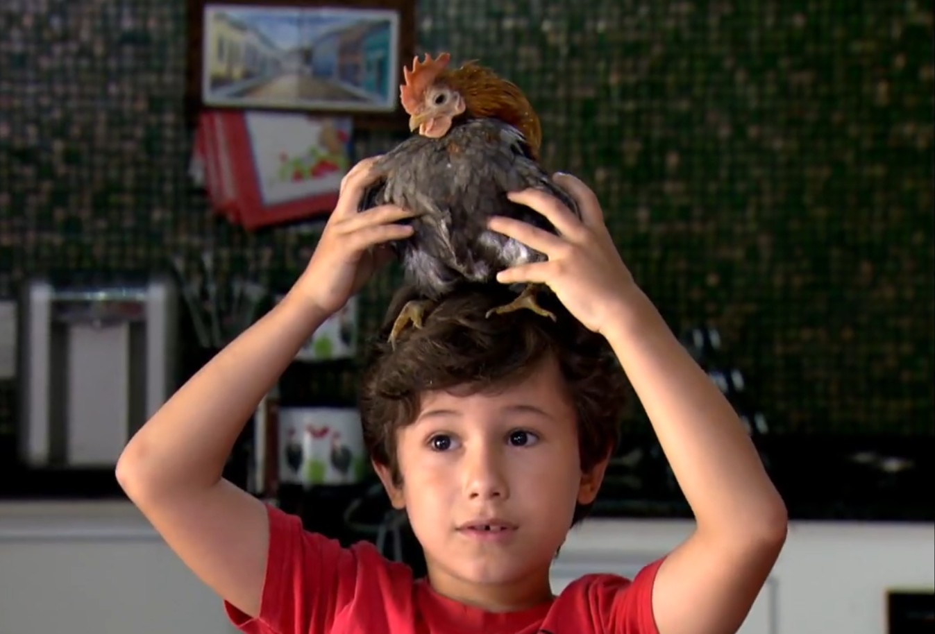 Raça da menor galinha do mundo é criada como pet e pode custar até R$ 3 ...