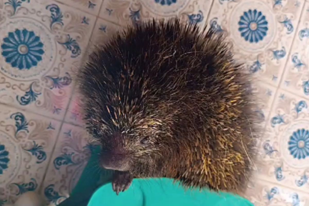 Ouriço-cacheiro aparece em quintal de casa e surpreende moradores no ...