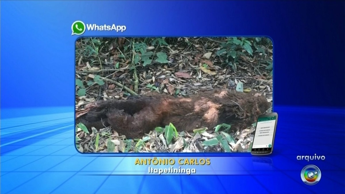 Laudo descarta febre amarela em macaco encontrado morto em Sarapuí ...