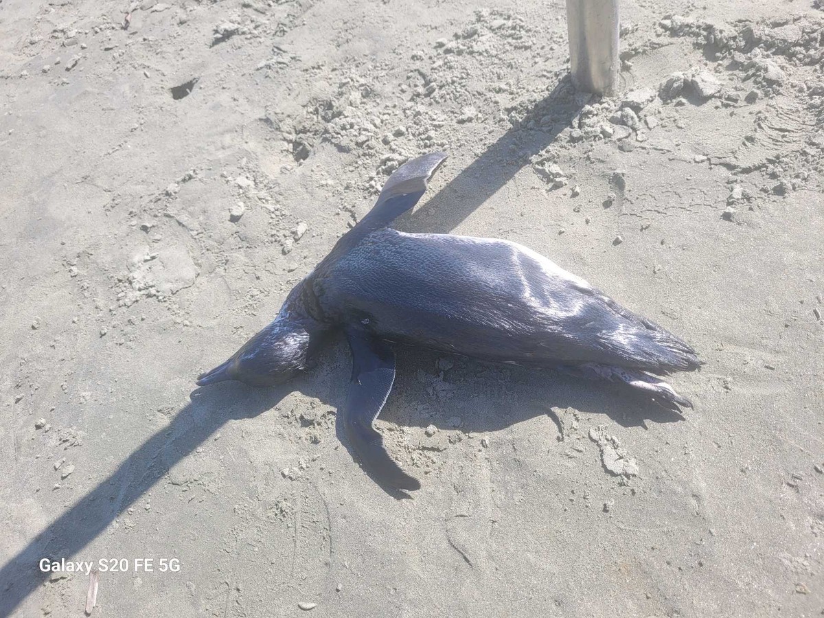 Pinguim é encontrado morto na praia de Barequeçaba em São Sebastião, SP ...