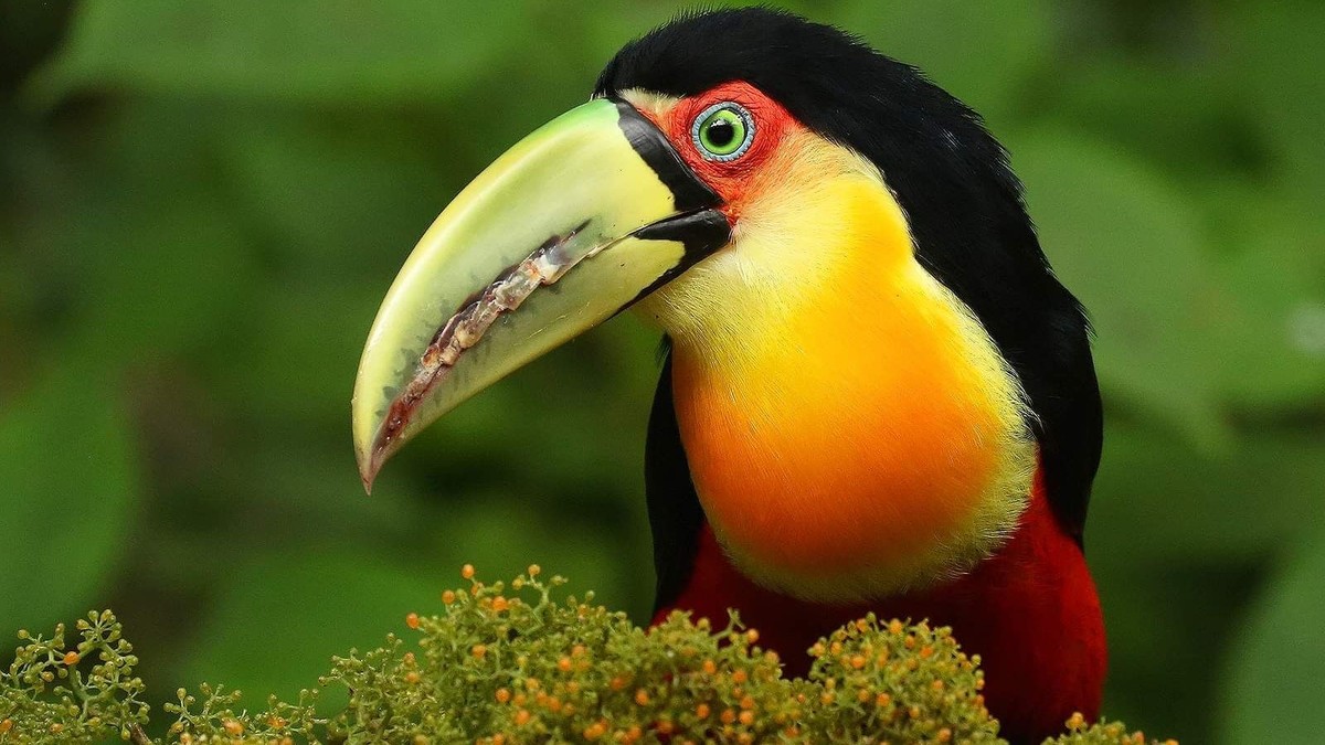 Avistar 2023: biólogo lança livro sobre os tucanos e pica-paus da Mata ...