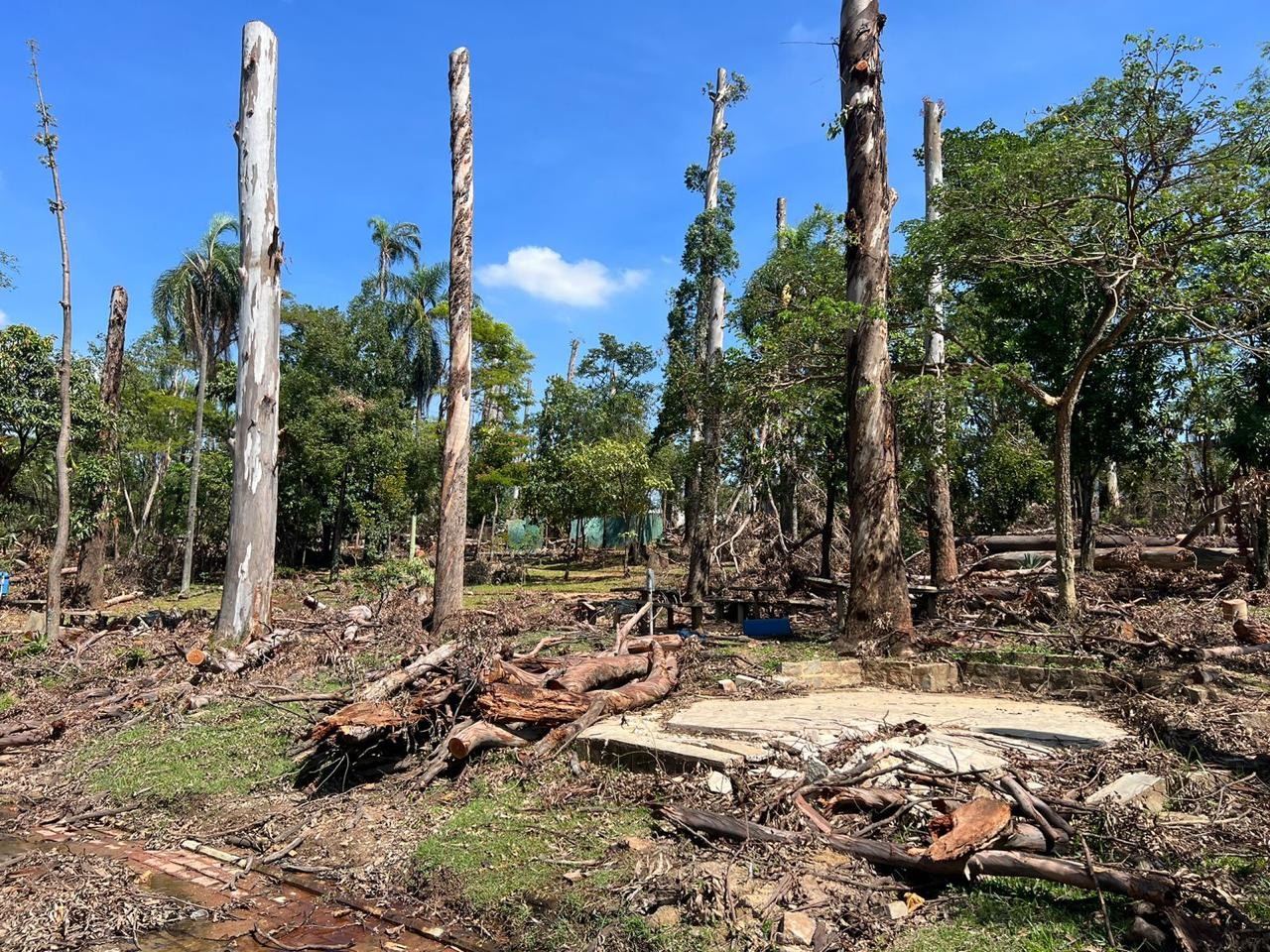 Campinas inicia demolição de 181 árvores e Lagoa do Taquaral tem ...