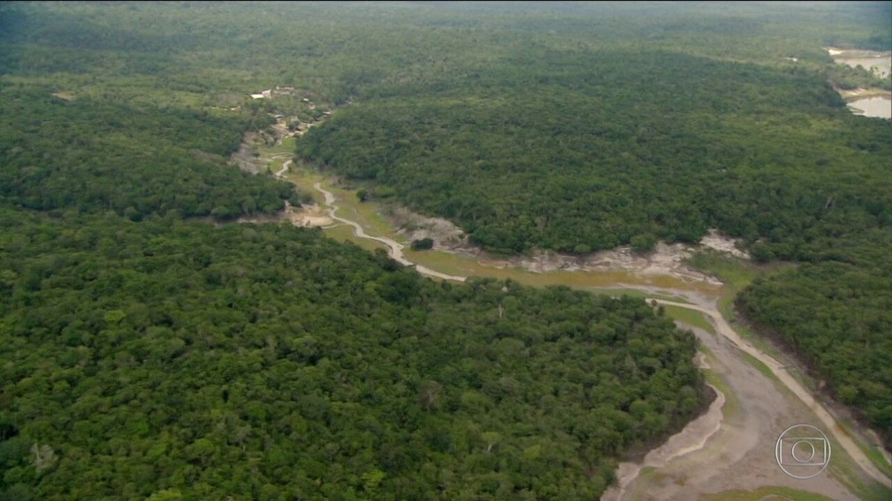 Floresta Amazônica é rica em biodiversidade, mas não é o pulmão do ...