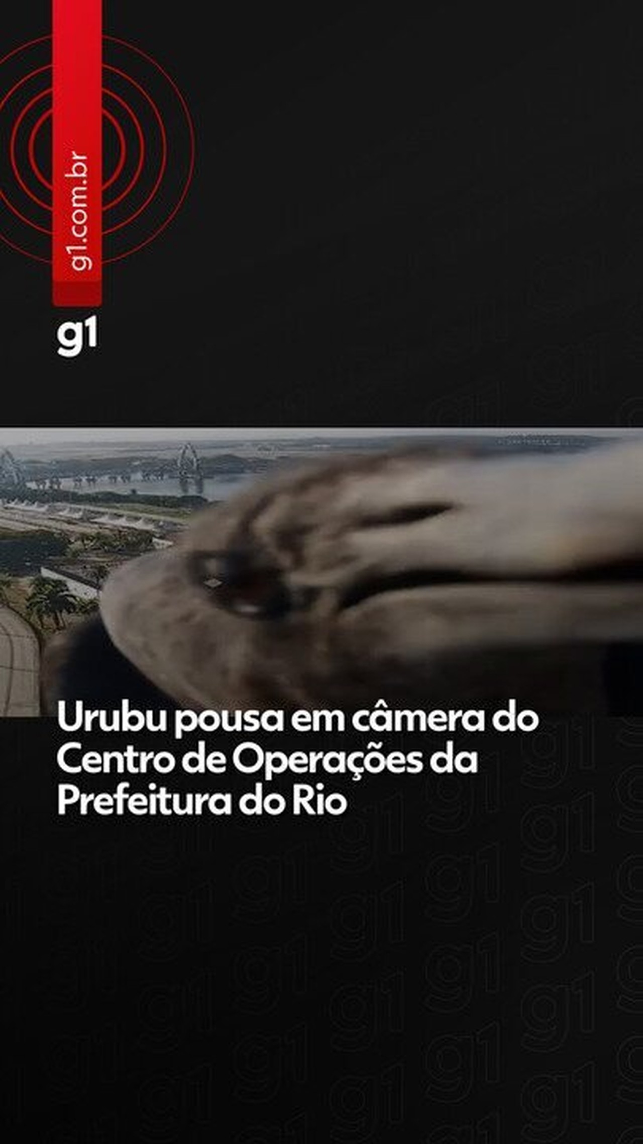 Urubu pousa em câmera do COR Rio | G1