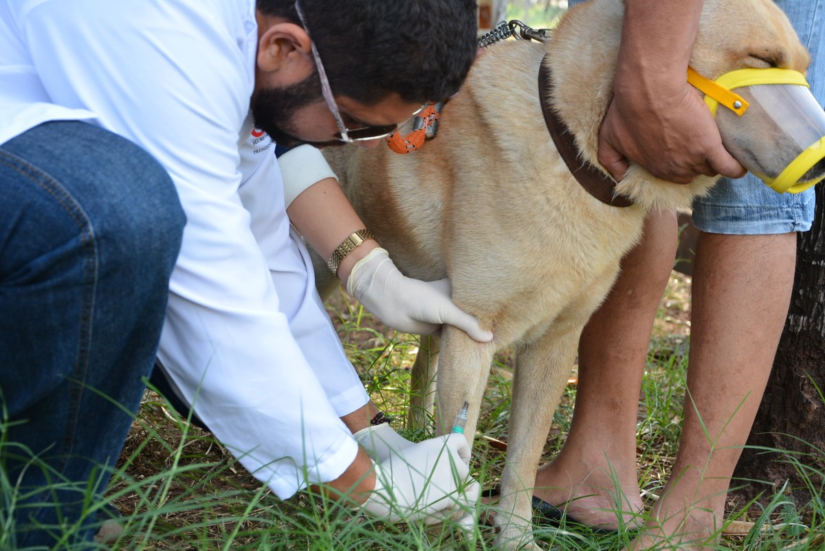 Centro de Controle de Zoonoses faz plantão de coleta de sangue em cães para exames de ...