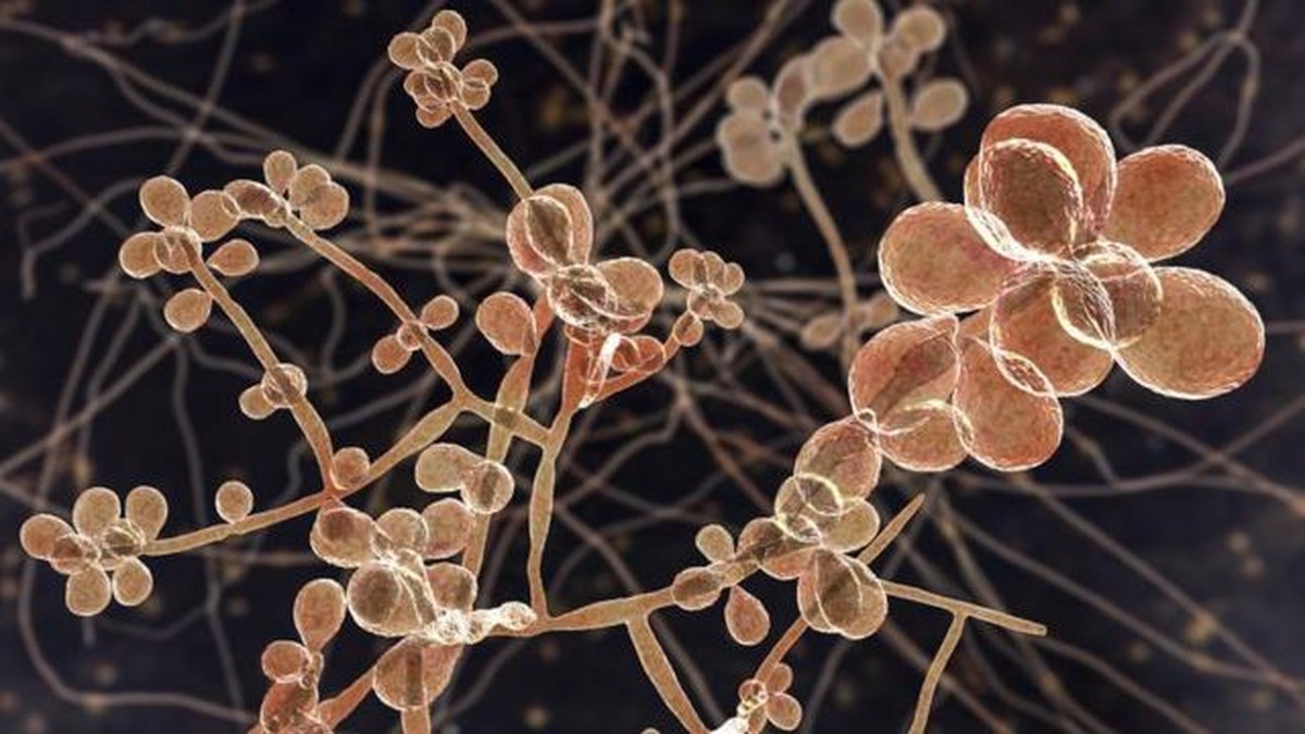 O fungo descoberto no Brasil que se espalha e já preocupa cientistas ...