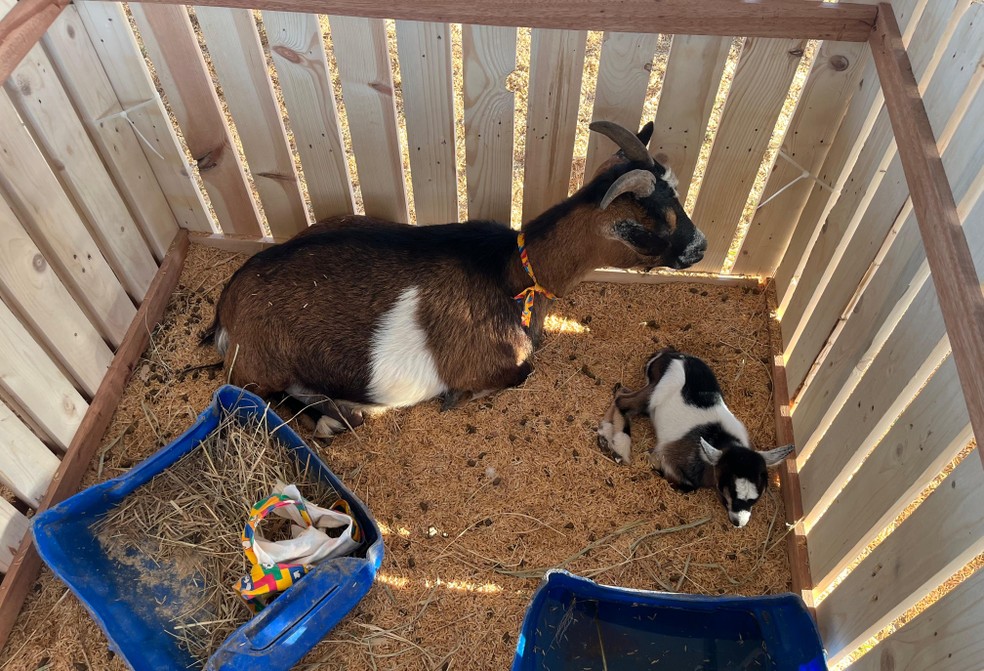 Mini-cabras de 35 cm encantam visitantes de fazendinha na Exposição ...