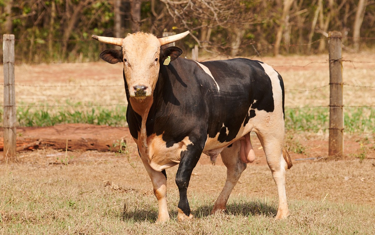 Touro mais valioso do rodeio no Brasil rompe a casa de R$ 1 milhão e ...
