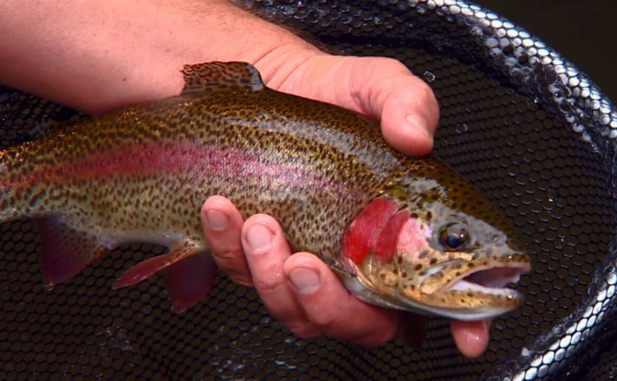 Exclusiva das águas geladas, truta-arco-íris desafia pescadores | Terra ...