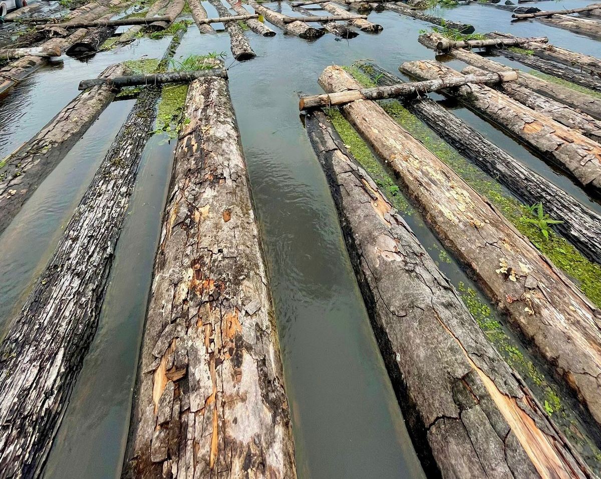 Operação apreende 600 toras de madeira ilegal no interior do Amazonas ...