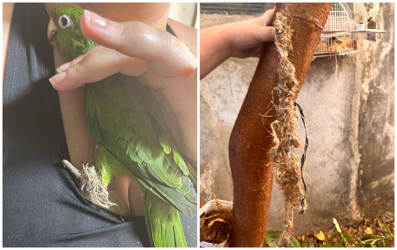 Sem centro próximo, moradores arcam com resgates de animais silvestres | G1