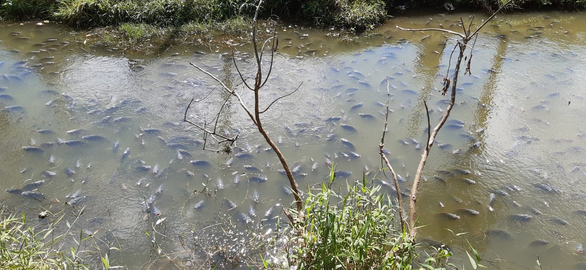 Moradores registram peixes agonizando em lago de zoológico em Sorocaba ...