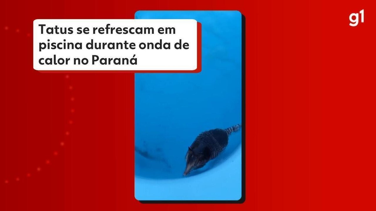 VÍDEO: Tatus se refrescam em piscina durante onda de calor no Paraná ...