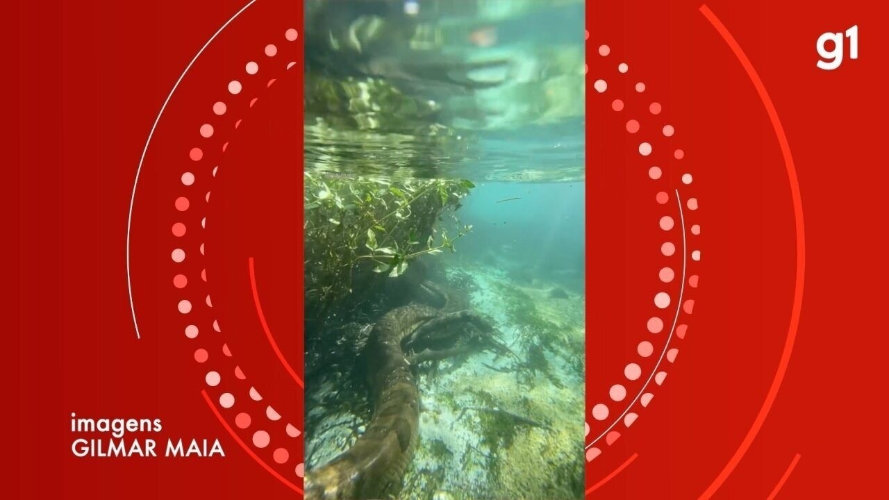Durante passeio de barco, turistas são surpreendidos por sucuri gigante em rio de água ...