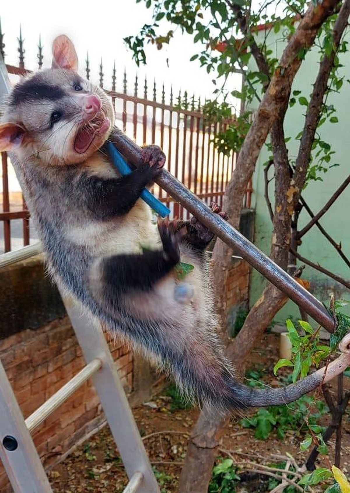 Gambá é resgatado em residência de Araguari | Triângulo Mineiro | G1