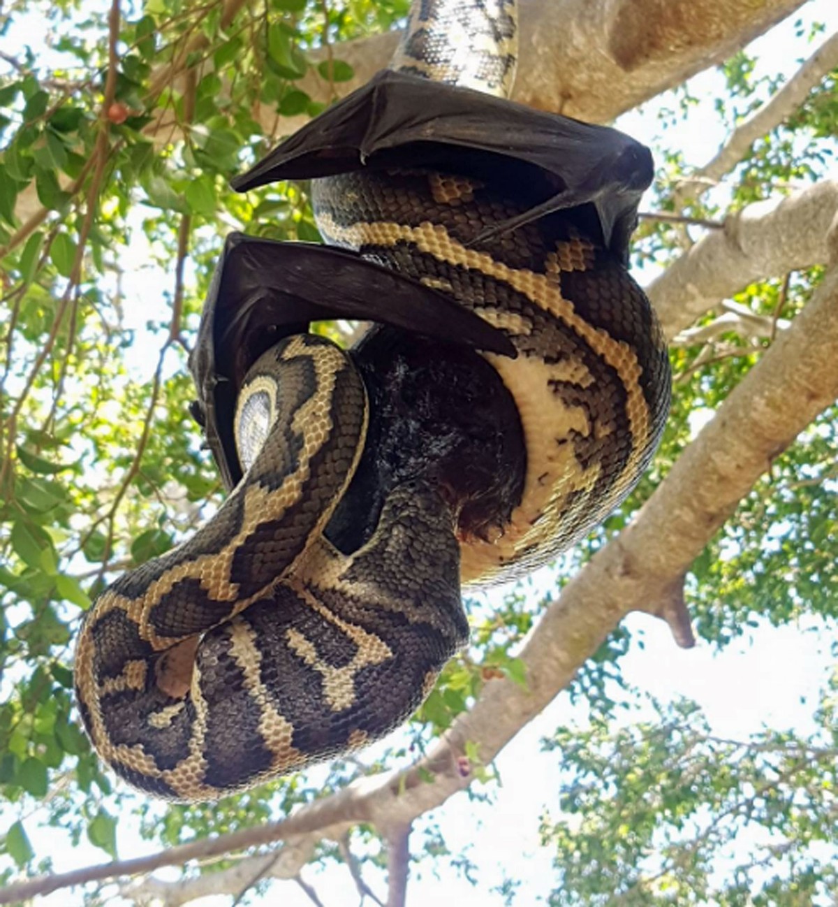 Na Austrália, cobra captura morcego, mas não consegue devorá-lo; veja ...