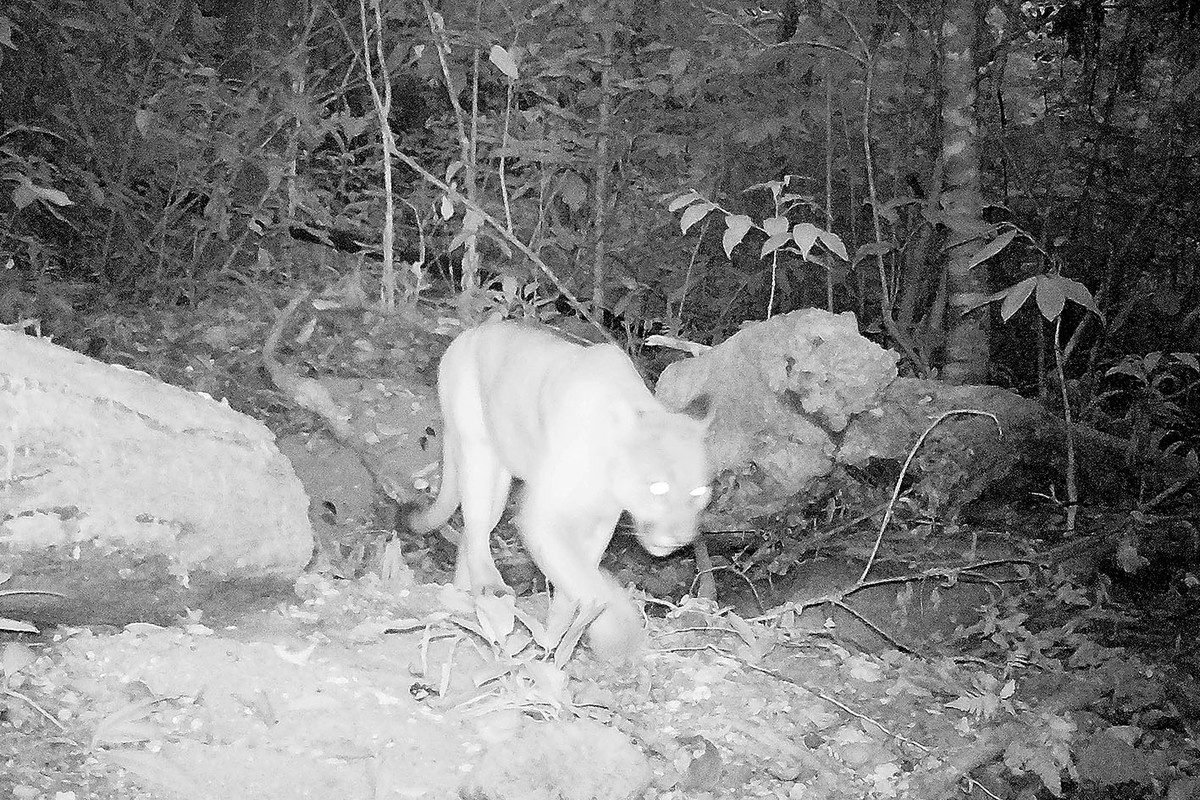 Câmera noturna flagra onça e faz mapeamento de espécies no Parque ...