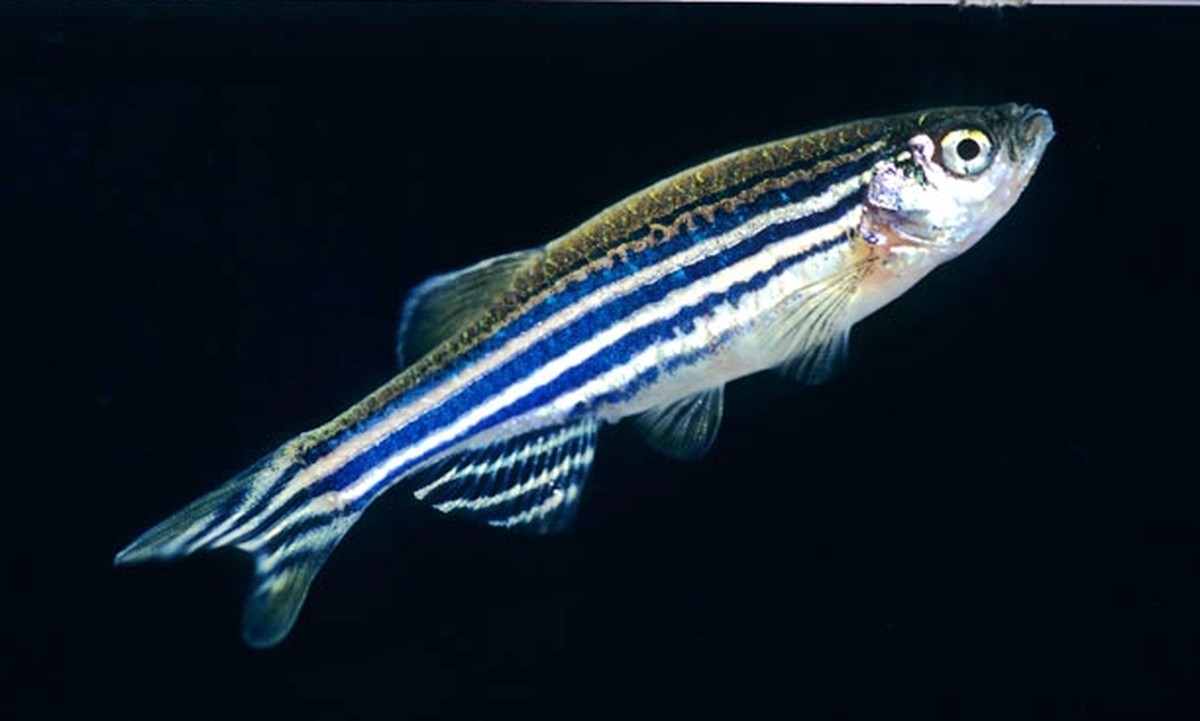 Peixe transgênico traz alerta em riachos da Mata Atlântica; entenda ...