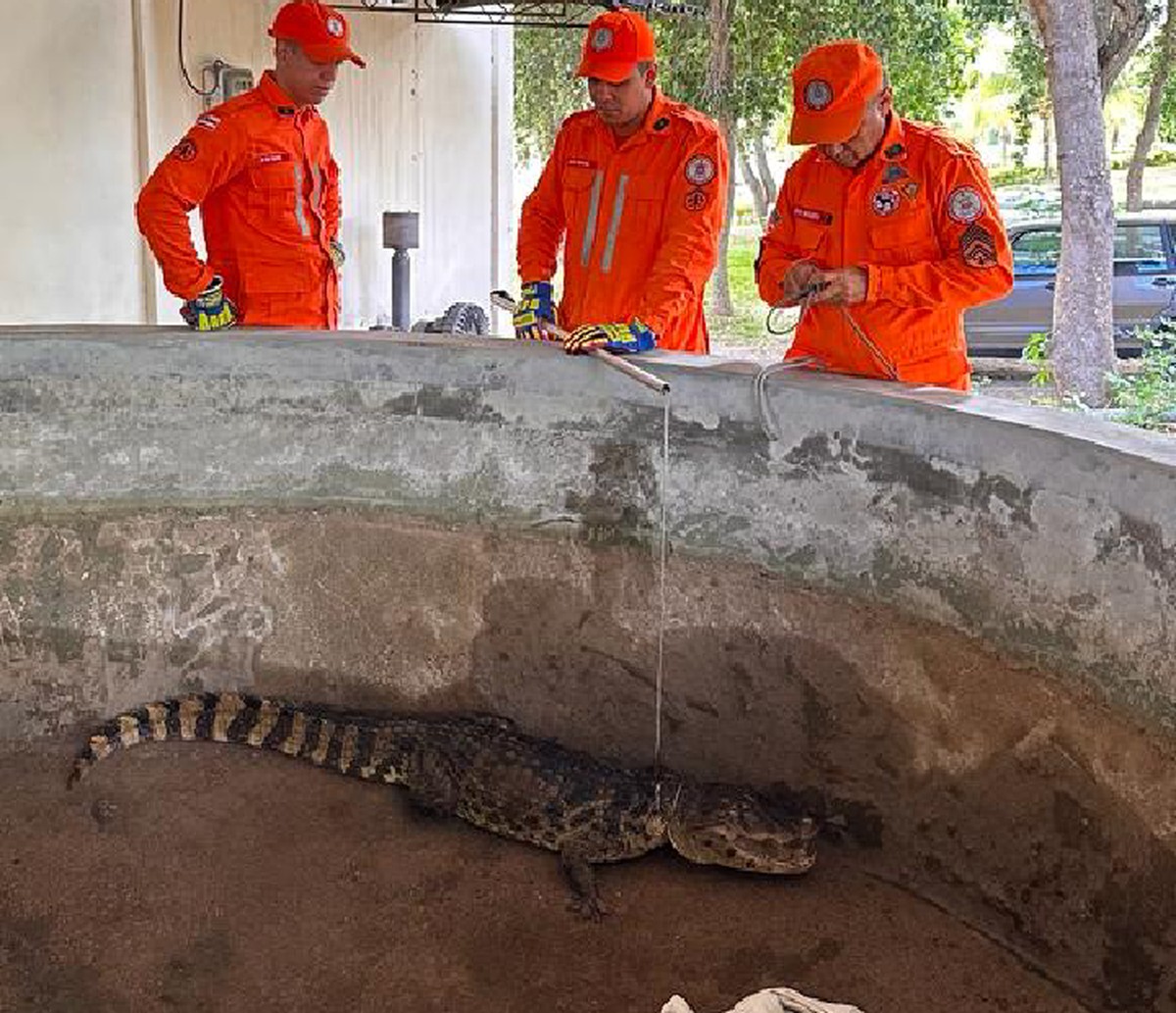 Jacaré é resgatado dentro de tanque no norte da Bahia | Bahia | G1