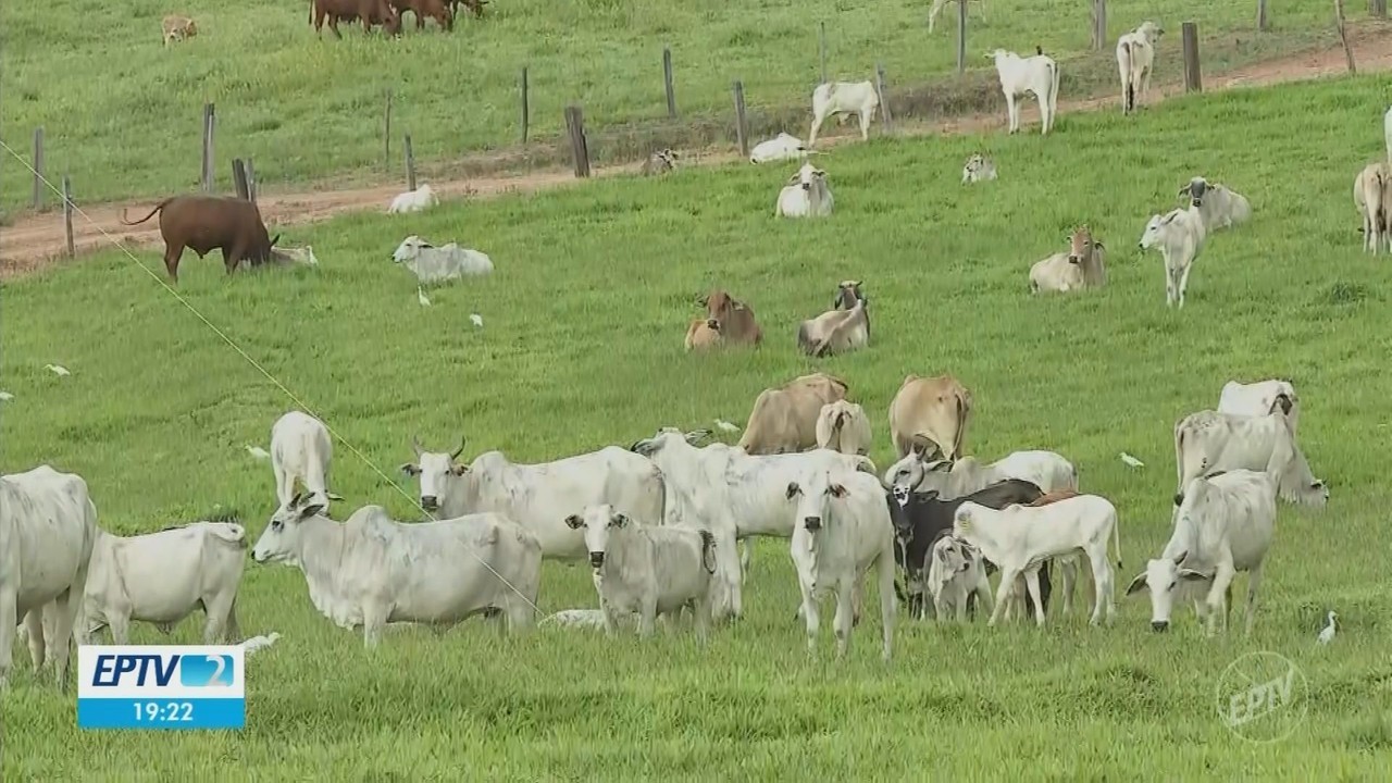 Carmo do Rio Claro confirma cinco casos de raiva animal | G1