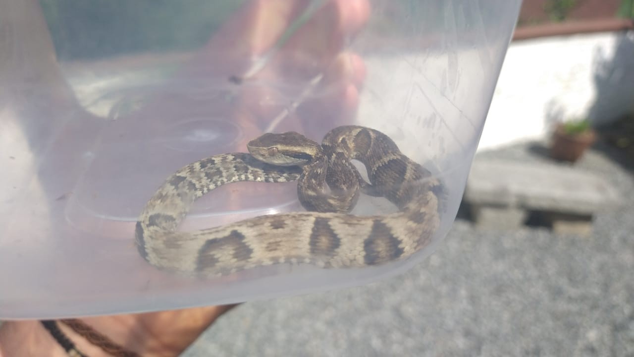 Jararaca é recolhida após picar mão de bebê que brincava dentro de casa ...