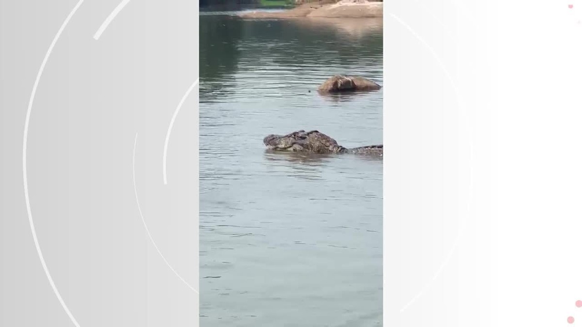VÍDEO: jacaré-açu, maior espécie da América do Sul, é flagrado em rio ...