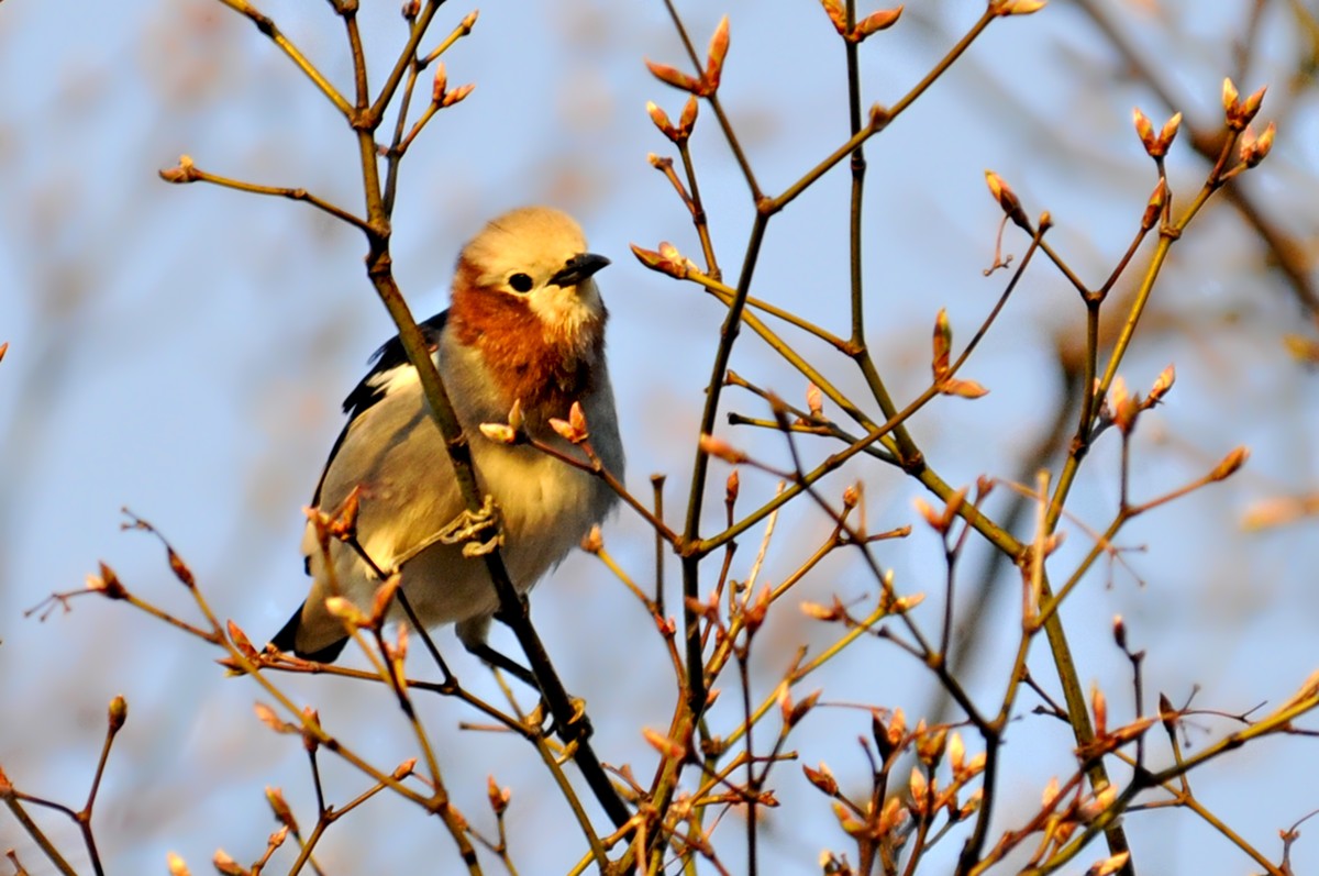 Casal do interior paulista cruza o oceano para observar aves no Japão ...