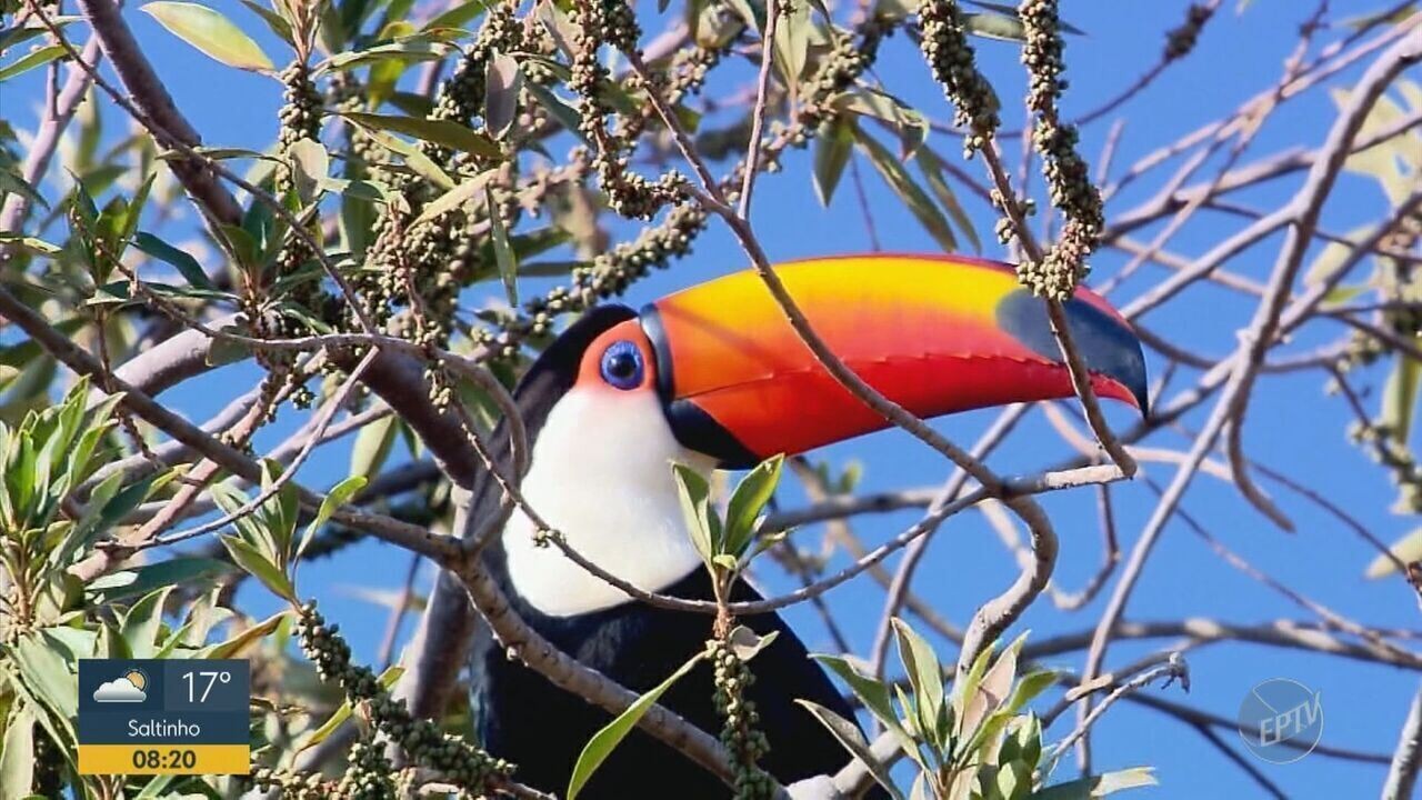 Por que temos visto mais tucanos nas cidades? Biólogo explica aumento ...