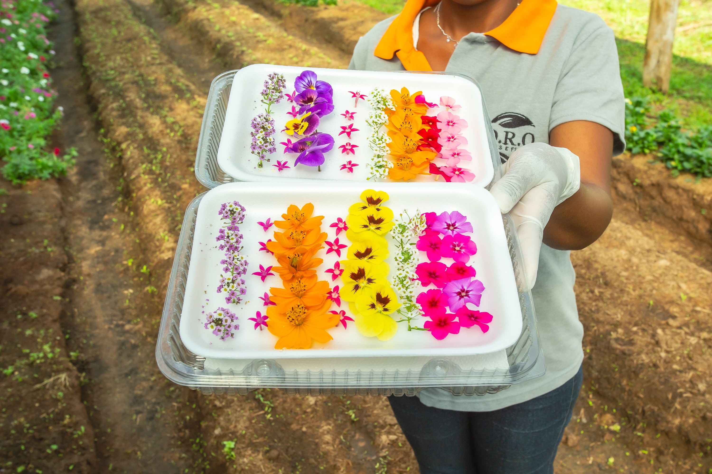 80% das flores são comestíveis: aprenda a fazer receita chique com ...