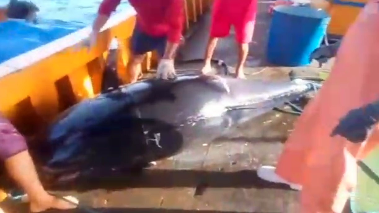 Atum azul de 400 kg é pescado na costa do Rio Grande do Norte