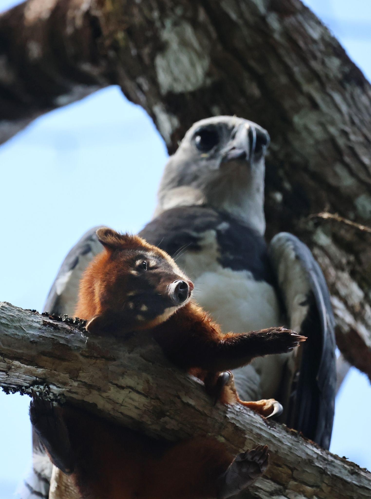 Harpia é flagrada com quati nas garras, no Pará | Terra da Gente | G1