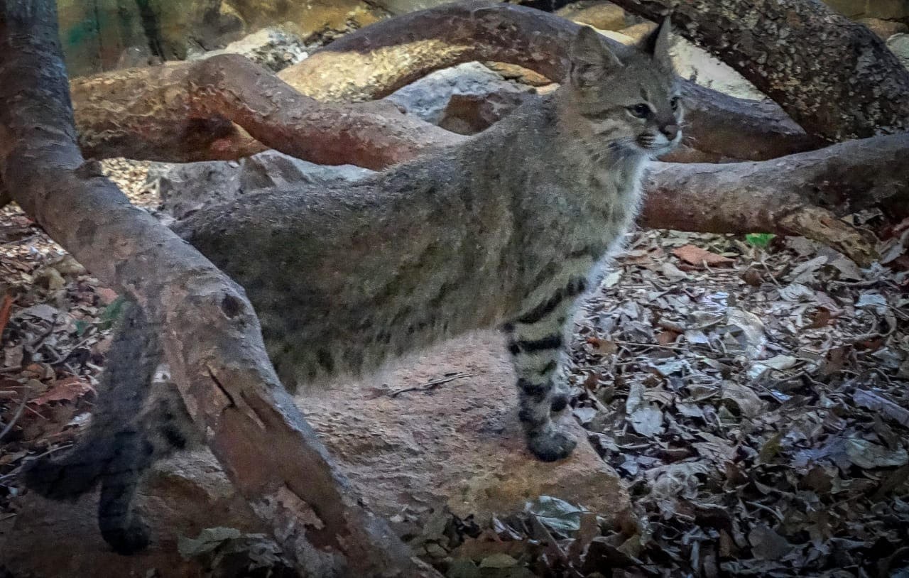 FOTOS: gato de espécie ameaçada de extinção é fotografado em vinícola ...