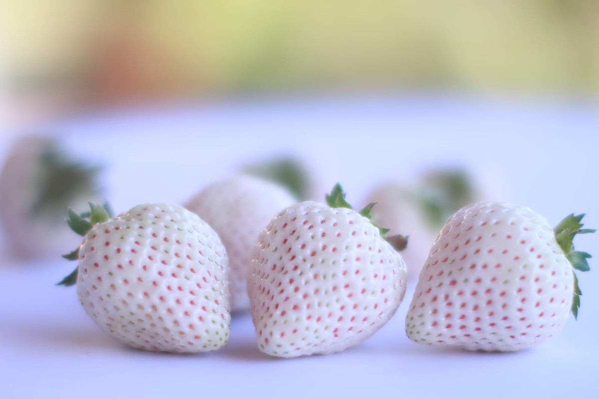 Morango branco? Produtor de Atibaia faz modificação genética e consegue ...