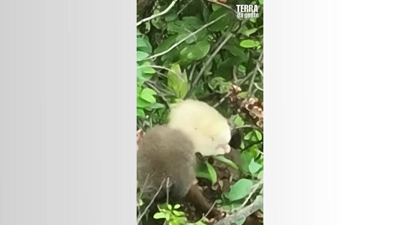 Sauá albino é registrado por drone durante monitoramento de primatas em ...