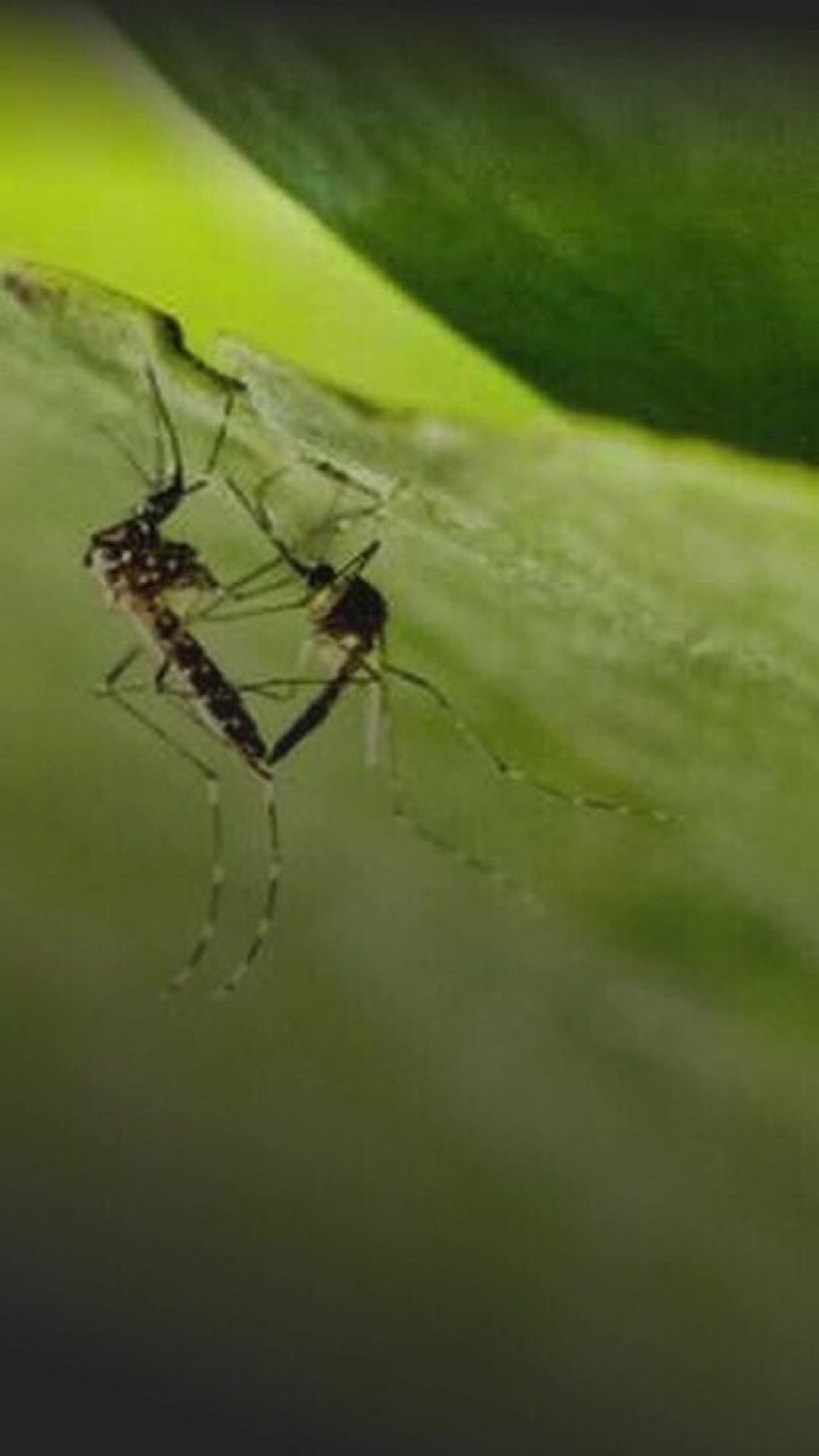 Vacina contra a dengue do Butantan deve ser aplicada em dezembro | G1