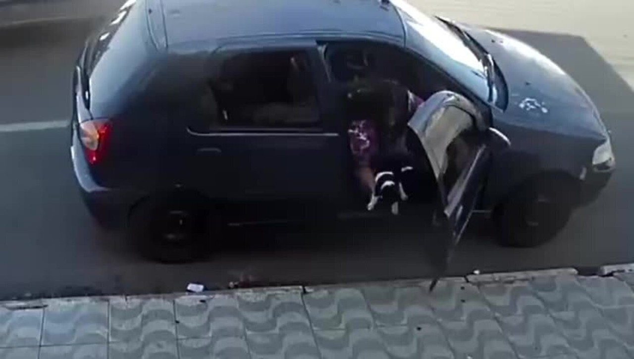 Mulher é filmada abandonando filhote de cachorro e, por pouco, animal ...