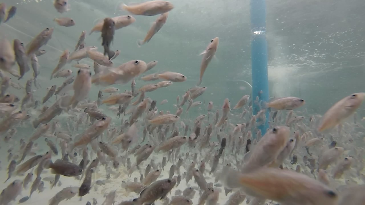 Conheça o peixe que estampa a nota de R$ 100,00 | Terra da Gente | G1