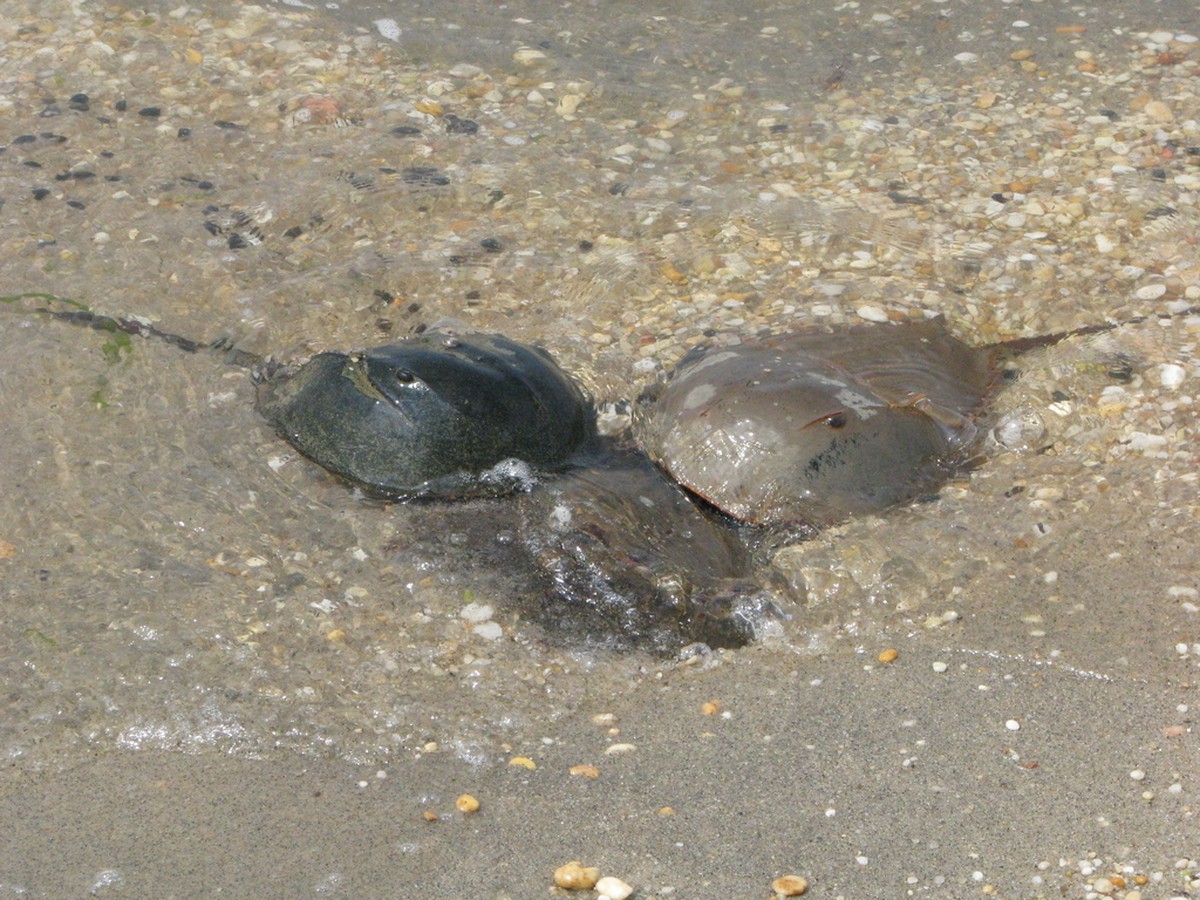 Caranguejo-ferradura possui sangue de cor azul que salva vidas humanas ...