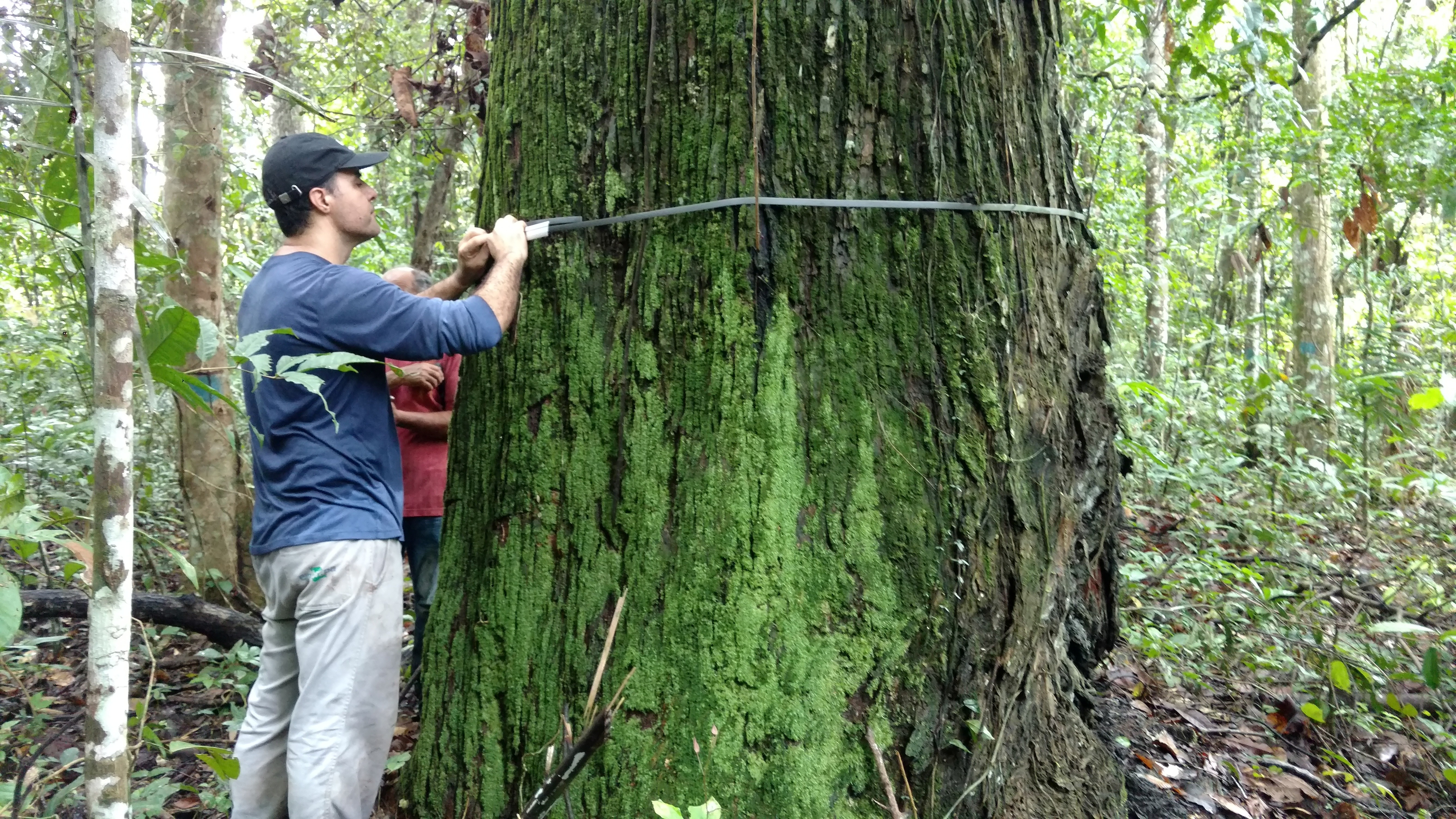 Amapá lidera estoques de biomassa na Amazônia | G1