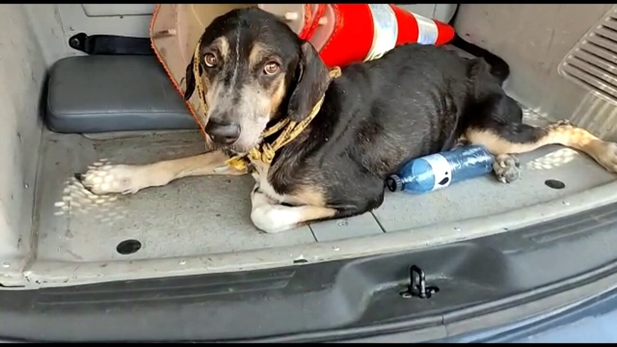 Debilitado e com sinais de desnutrição, cachorro é resgatado por equipe ...