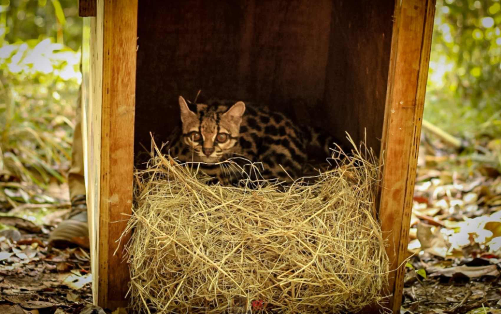 Felino ameaçado de extinção é solto em reserva ambiental na Bahia ...