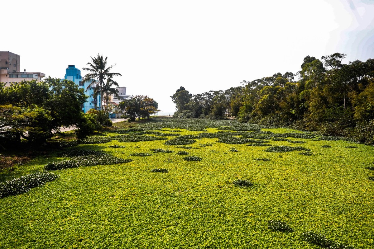 Plantas aquáticas transformam rio em 'tapete verde' em Florianópolis ...