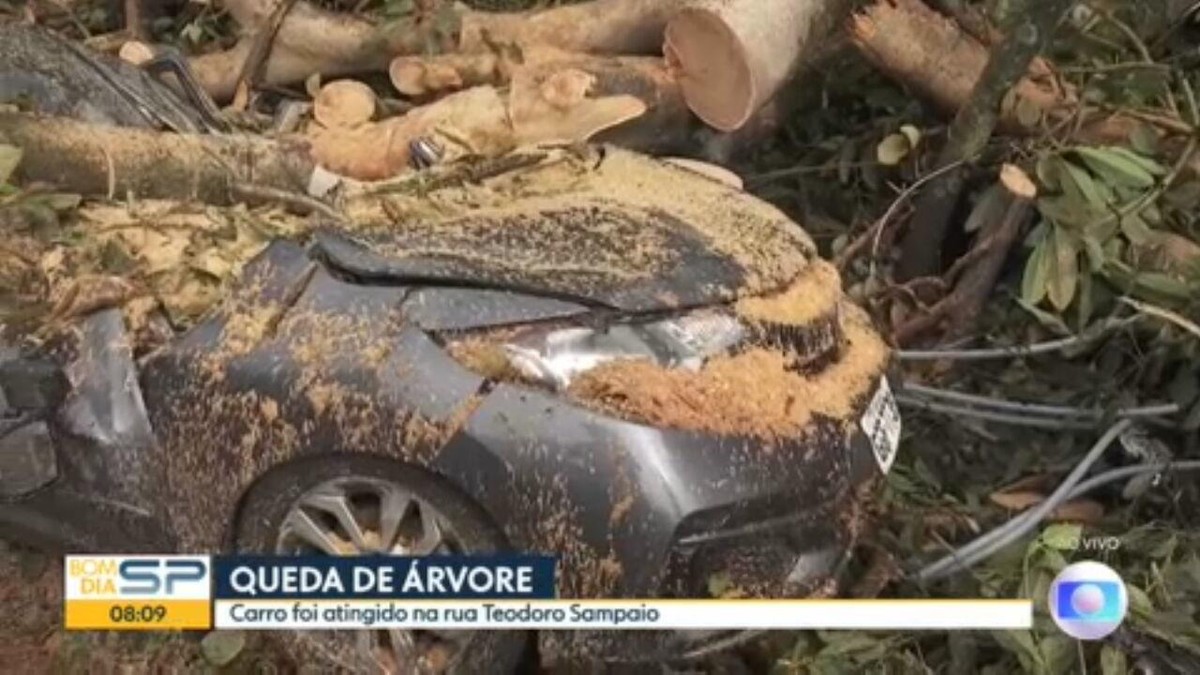 Vídeo: Árvore que estava dentro da USP cai durante chuva, derruba poste ...