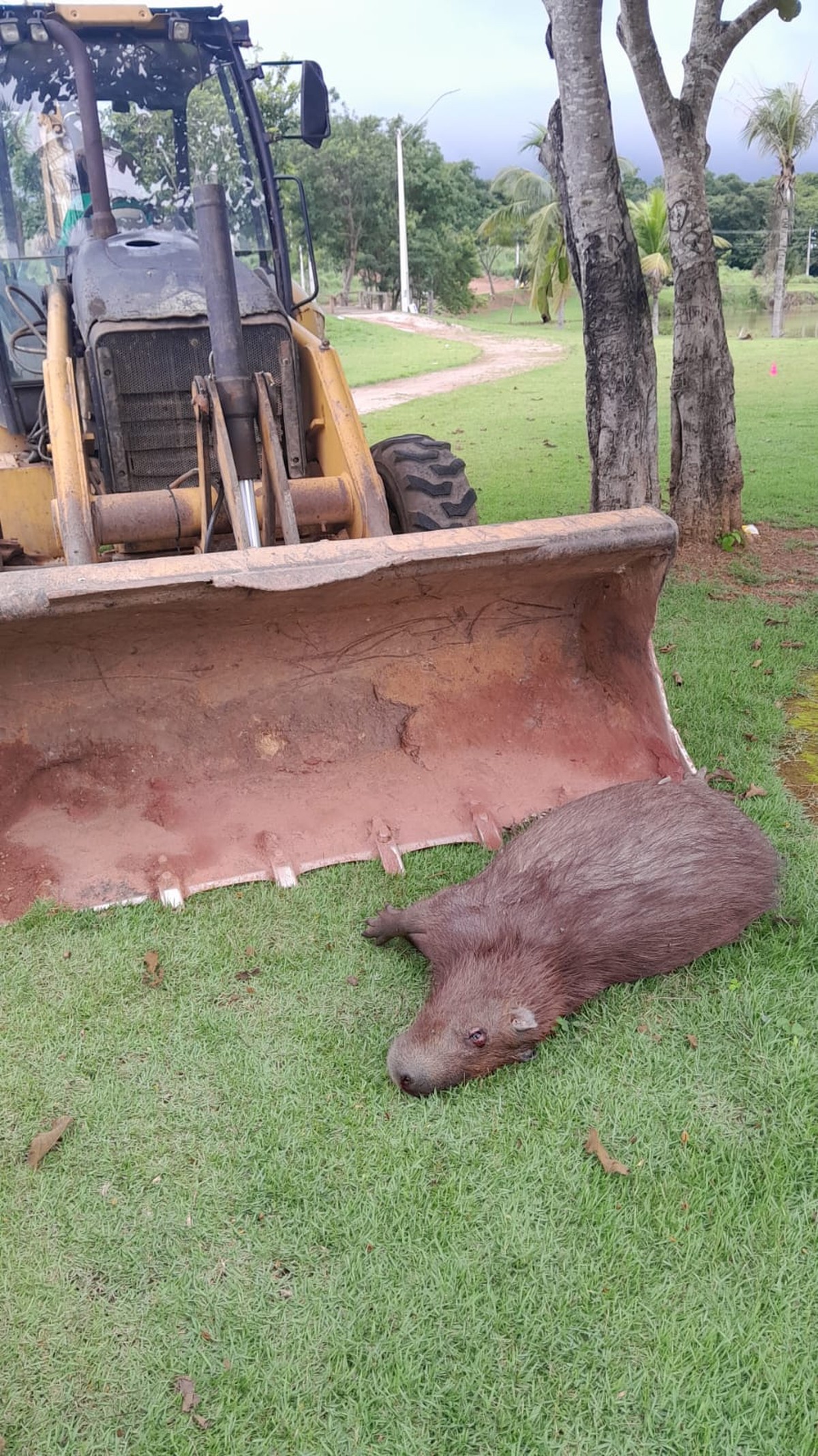 Capivara é encontrada morta com marcas de tiros em parque | Tocantins | G1